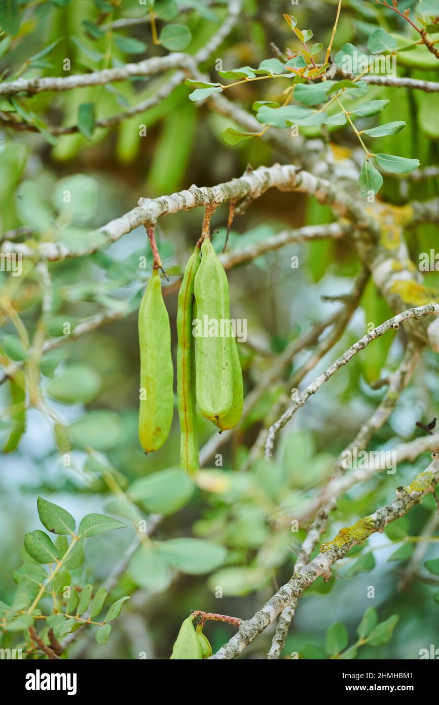 Carob tree, also Karubenbaum or Karobbaum (Ceratonia siliqua) with ...