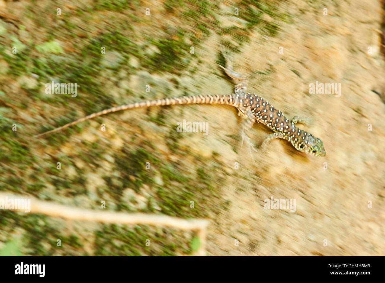 ocellated lizard (Timon lepidus), young animal, Catalonia, Spain ...