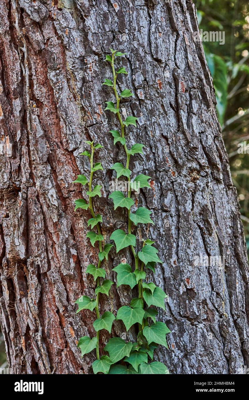 Common ivy (Hedera helix) growing on a tree trunk, Catalonia, Spain ...