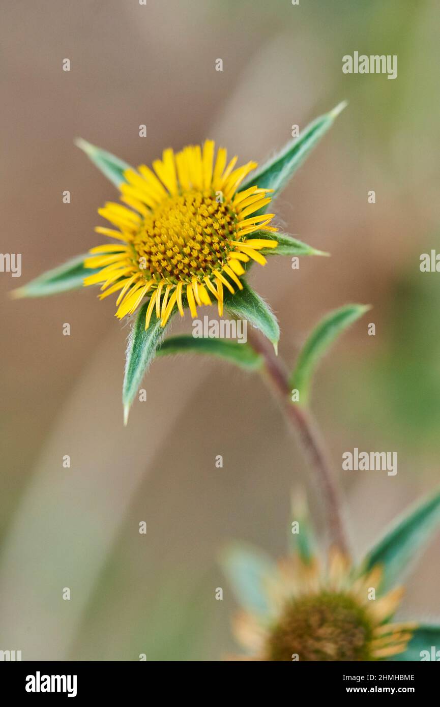 Spiny golden star pallenis spinosa hi-res stock photography and images ...