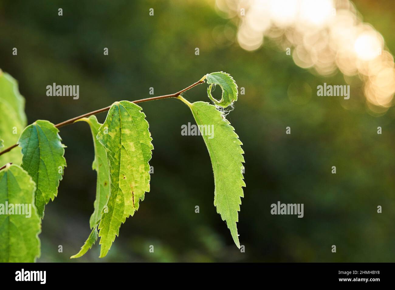 Nettle tree (Celtis australis), leaves, Catalonia, Spain, Europe Stock ...