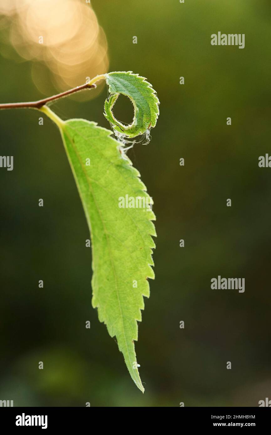 Nettle tree hi-res stock photography and images - Alamy