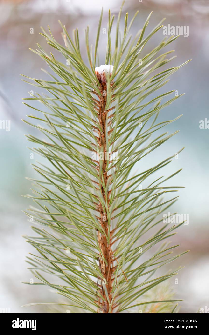 Fir branch in macro hi-res stock photography and images - Alamy
