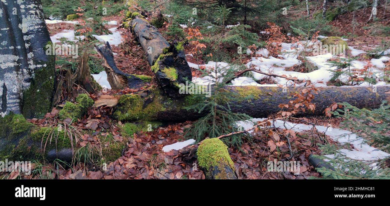 Mossy deadwood trunk of a fallen spruce on damp forest floor in ...