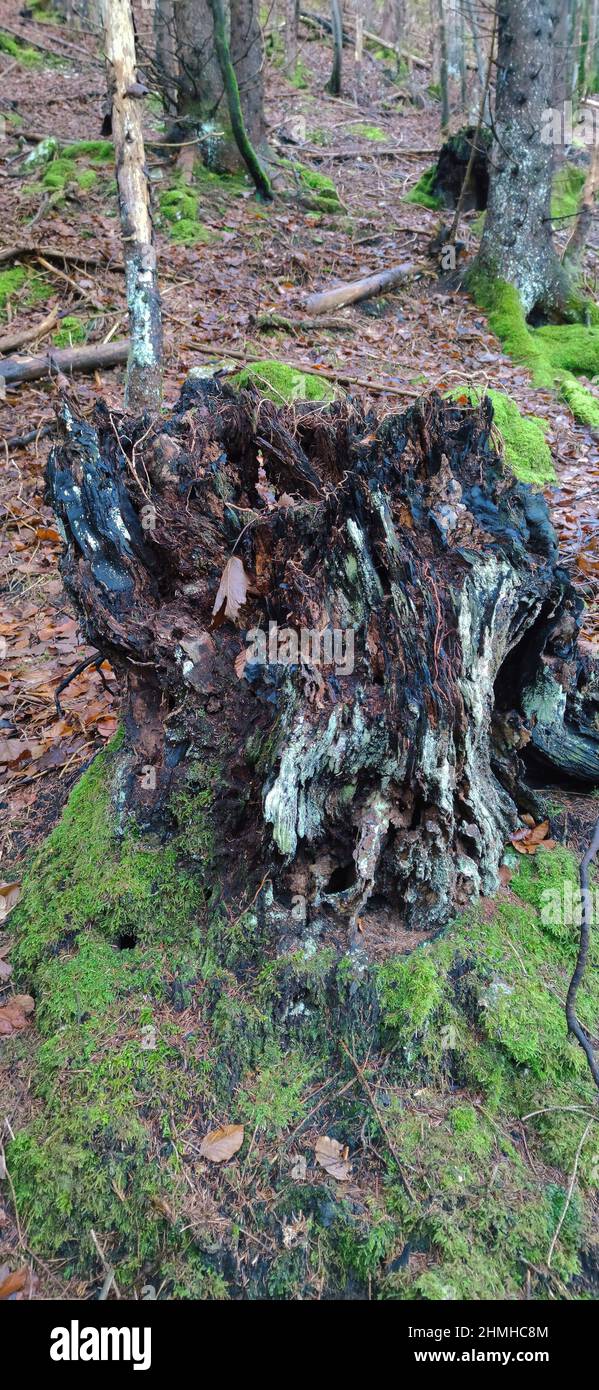 Spruce tree stump hi-res stock photography and images - Alamy