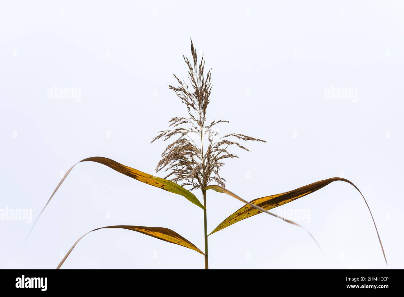 Common reed (Phragmites australis), infructescence with autumn colored ...