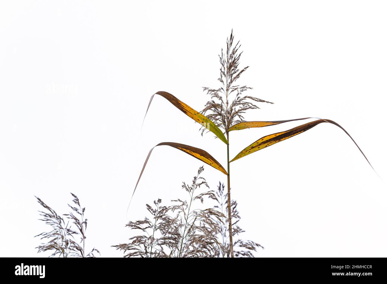 Common reed (Phragmites australis), infructescence with autumn colored ...