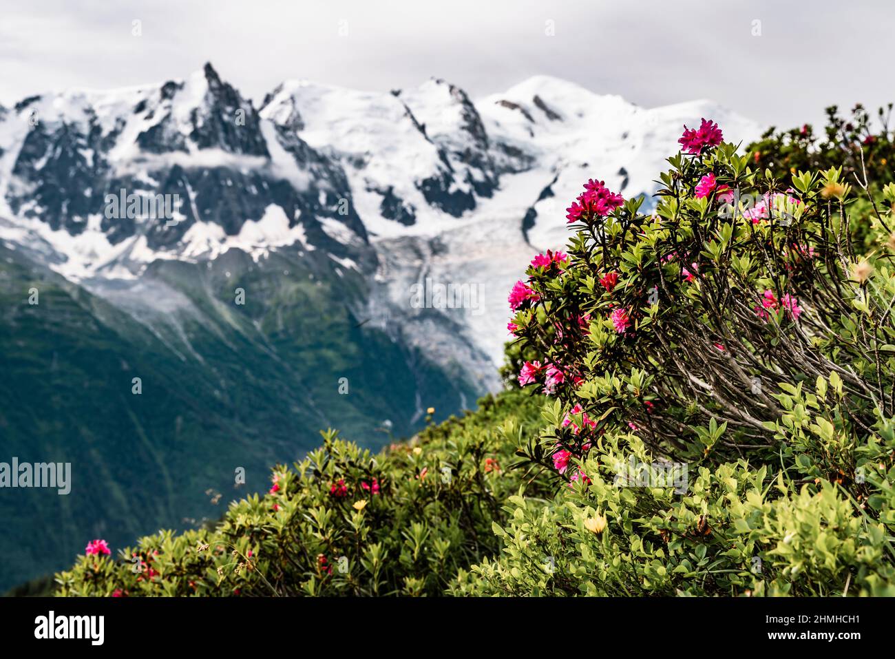 Alpine roses with Mont Blanc massif in the background Stock Photo - Alamy
