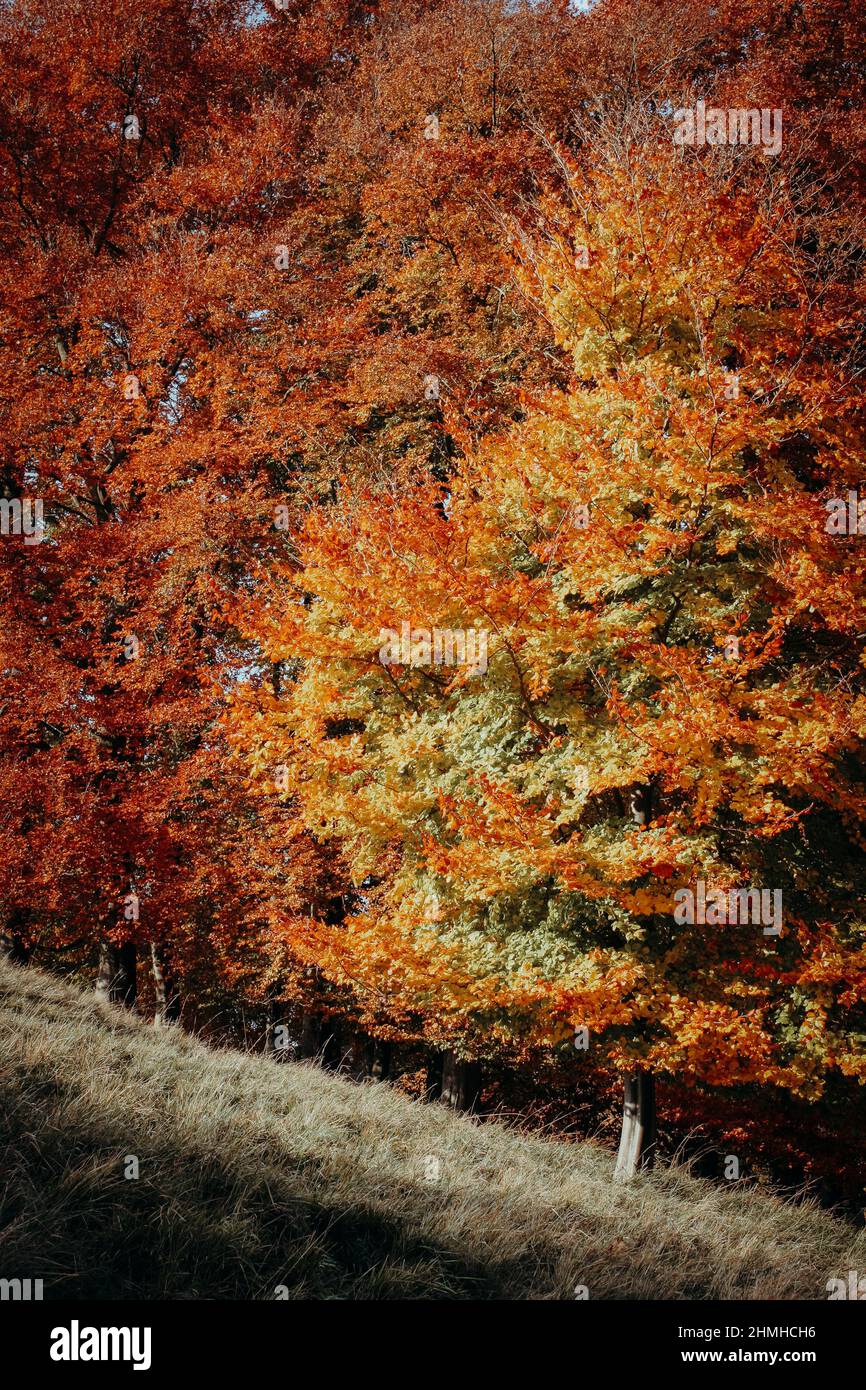 Common Beech, Fagus sylvatica, autumn, Oxford, Oxfordshire, England, UK ...