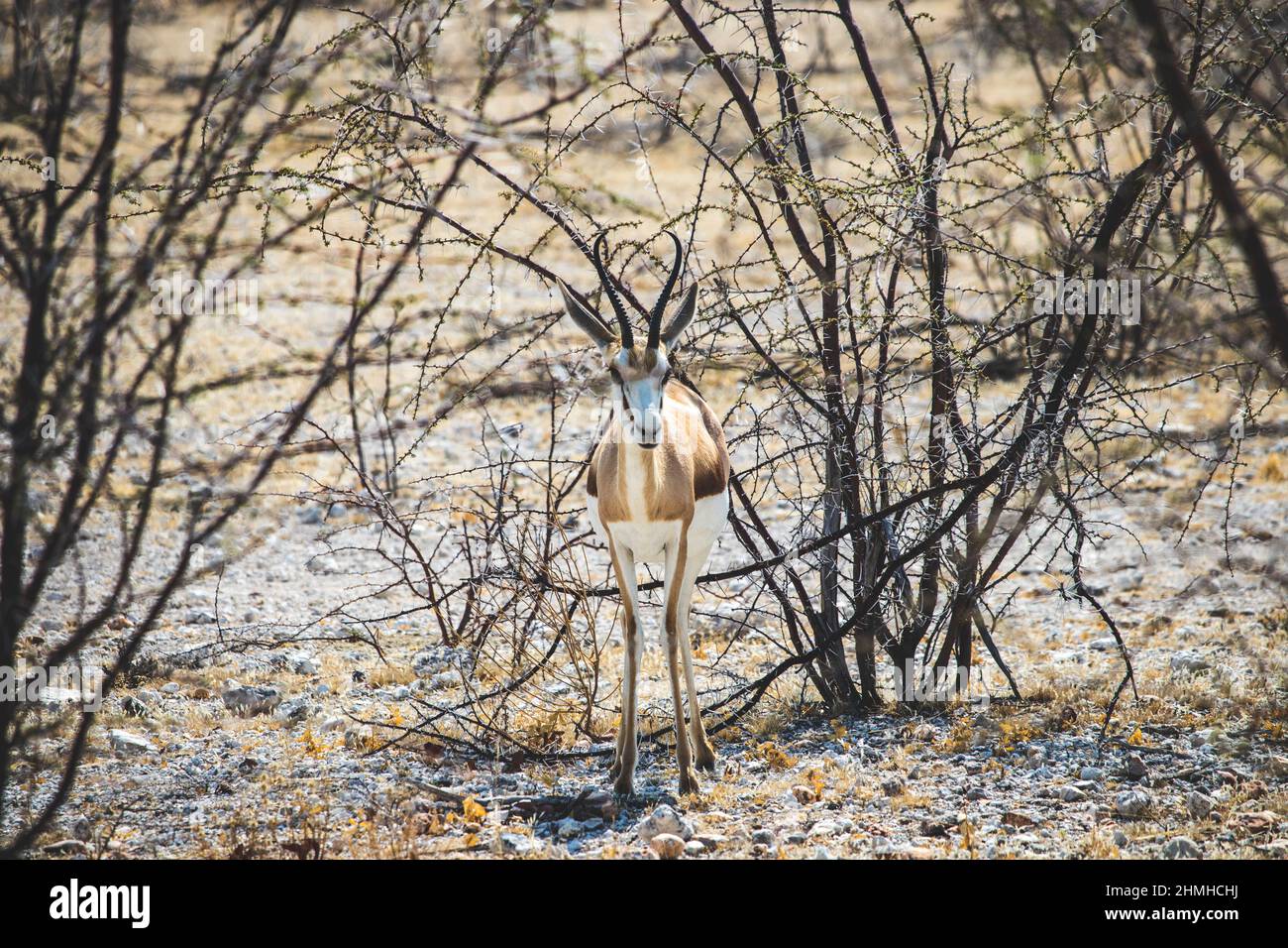 Gazelle, antelope, springbok, safari, Etosha National Park, Namibia ...