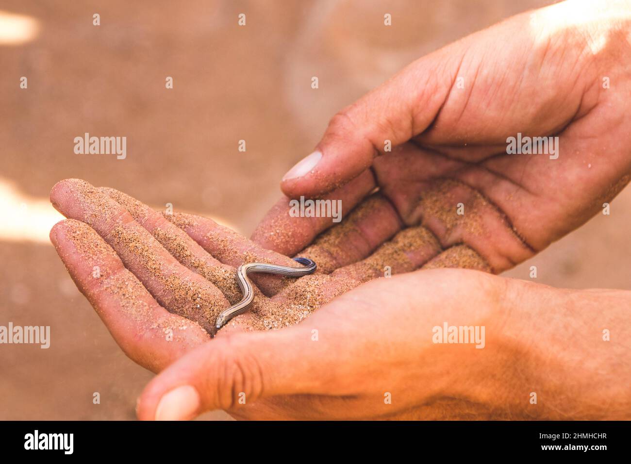 Namib slow worm, Namib, Swakopmund, Namibia, Africa Stock Photo - Alamy