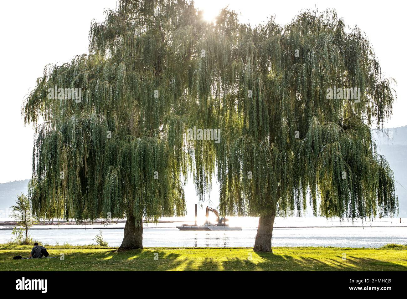 True weeping willow hi-res stock photography and images - Alamy