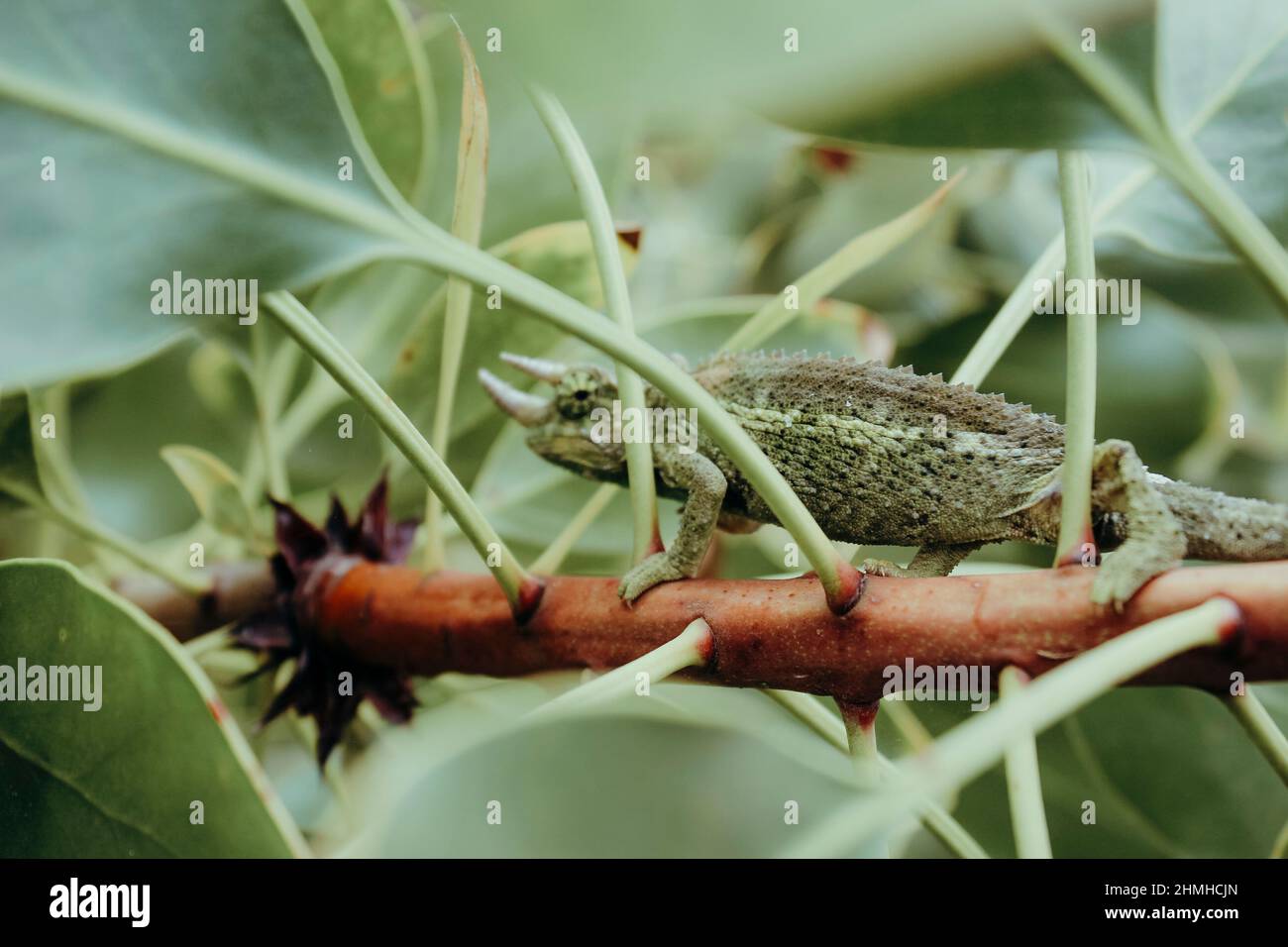 Three-horned chameleon, Jackson's chameleon, Trioceros jacksonii, giant protea, sugar bush ...