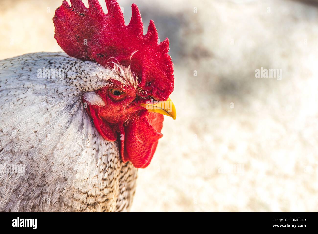 Domestic chicken, rooster, Gallus gallus domesticus, portrait, Cape ...
