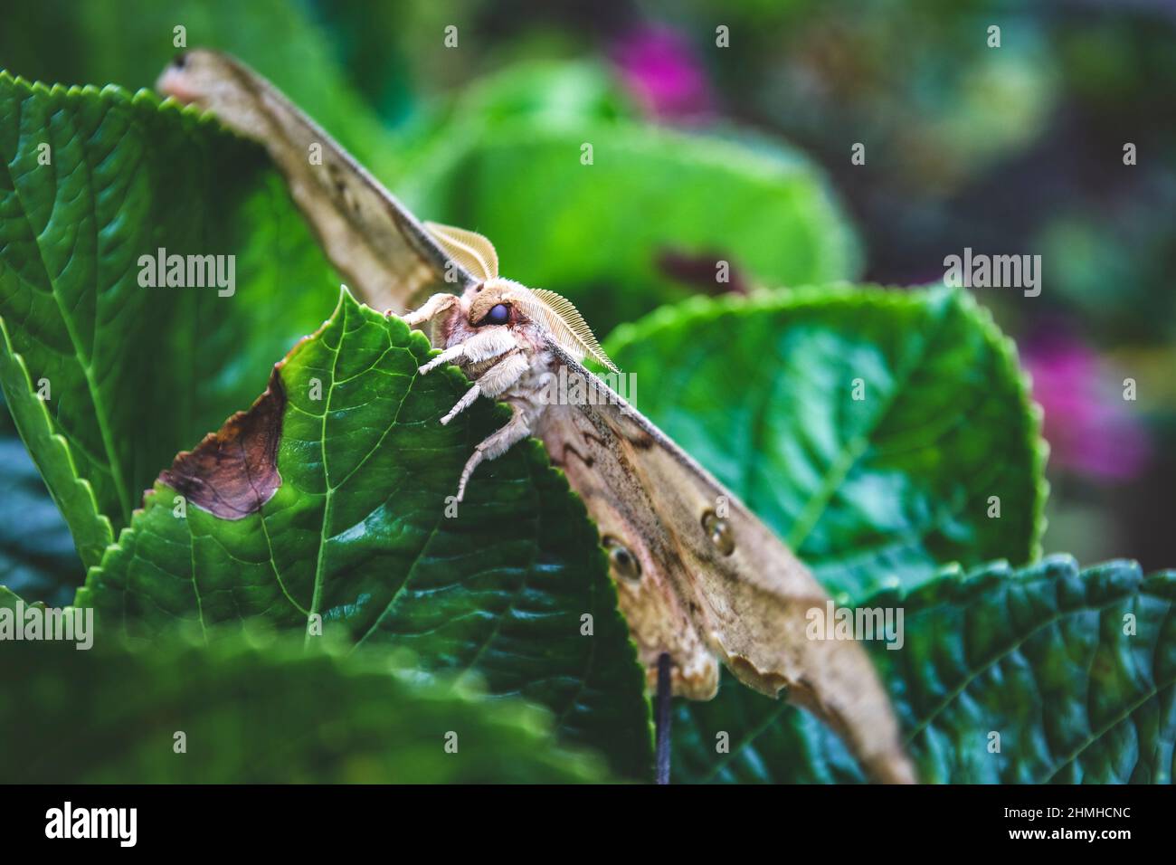 Giant emperor moth hi-res stock photography and images - Alamy