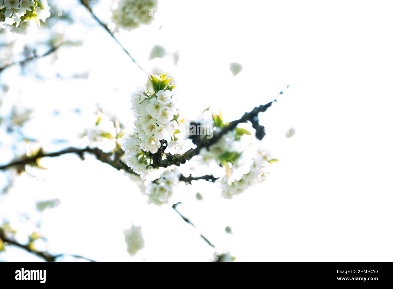 Close up shot branches hi-res stock photography and images - Alamy