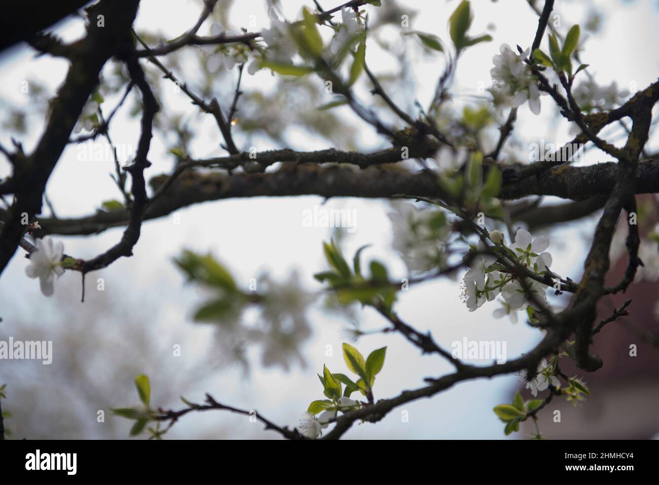 spring blossom, twigs, outdoors, flowering branch Stock Photo - Alamy