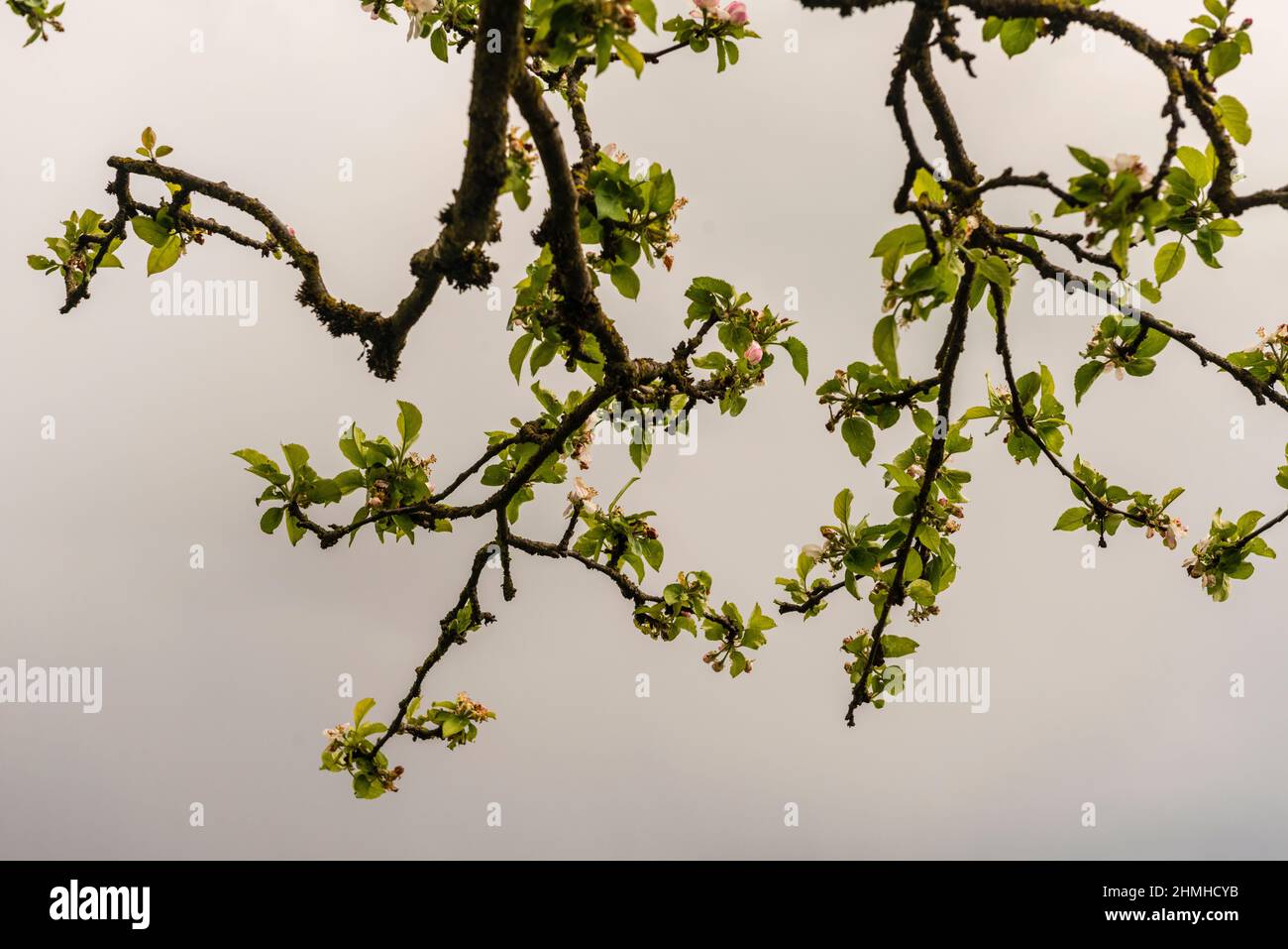 spring blossom, twigs, outdoors, flowering branch Stock Photo - Alamy