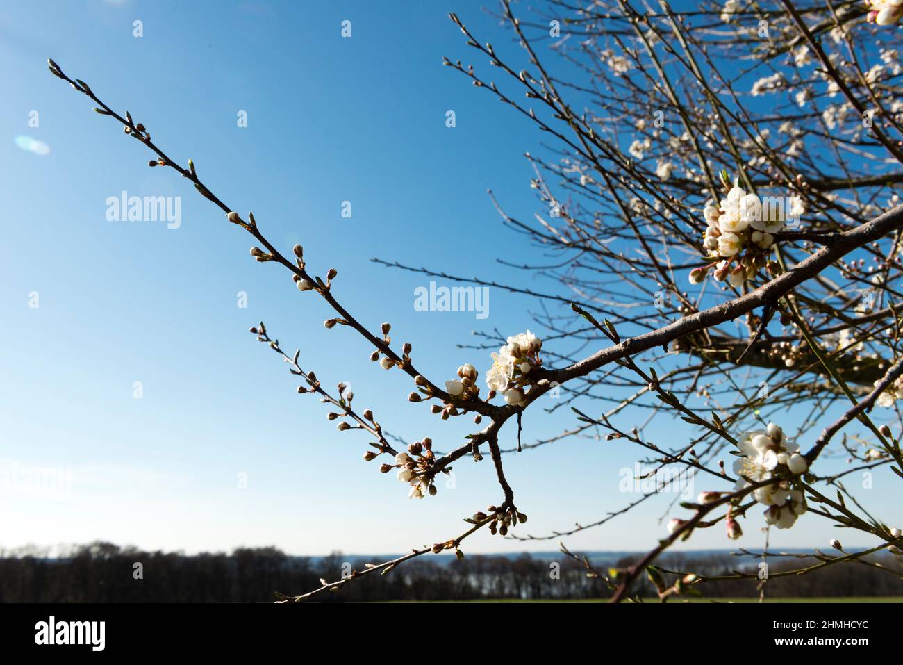 Tree branch with blossoms hi-res stock photography and images - Alamy