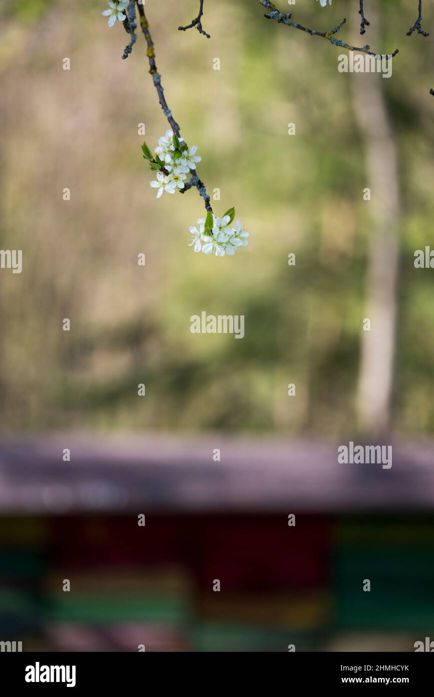 Blossom and branches hi-res stock photography and images - Alamy
