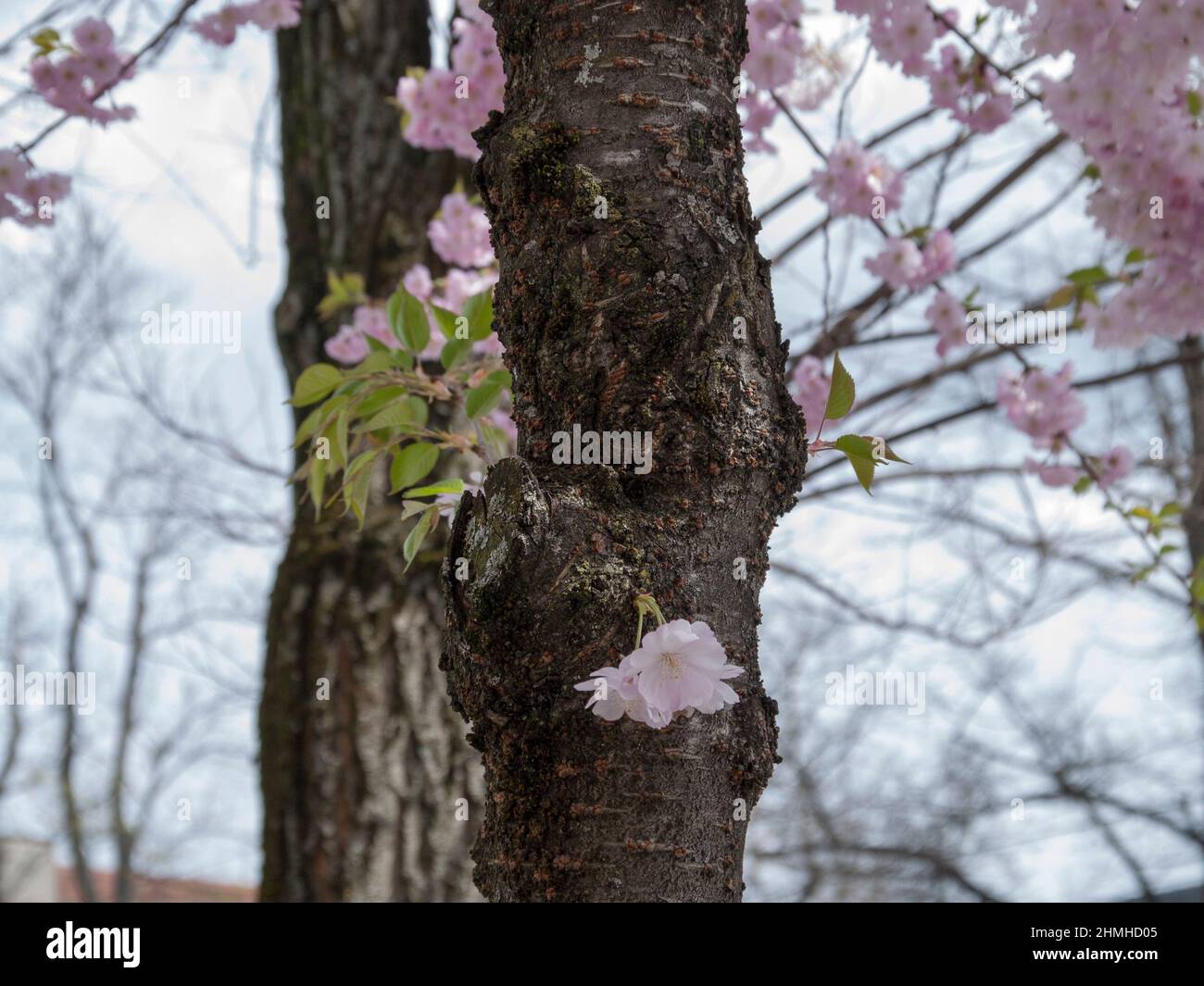 Spring blossom, branches, flowers Stock Photo - Alamy
