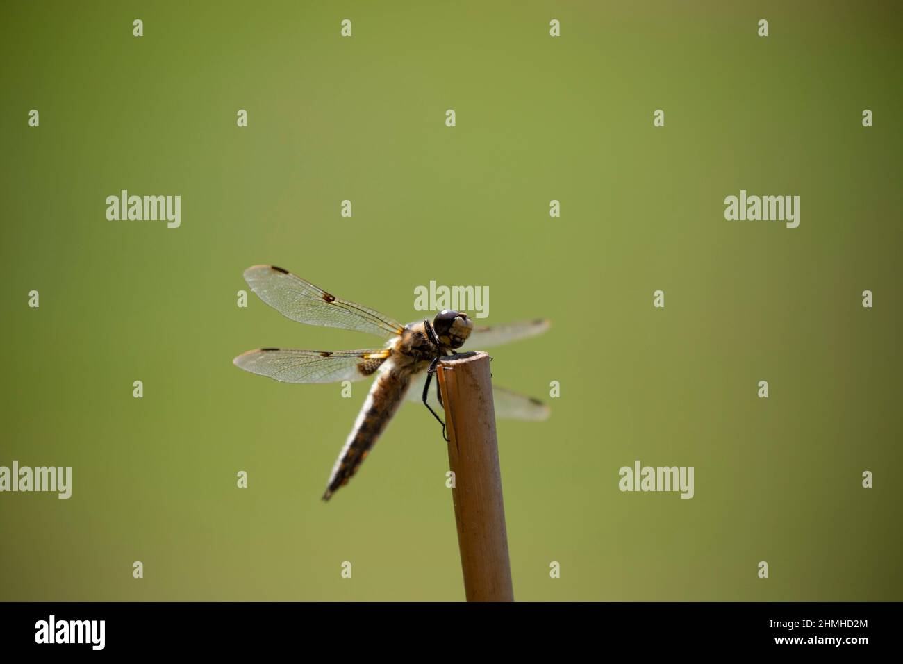 Dragonfly resting on a flower stick, blurred nature background, Finland ...