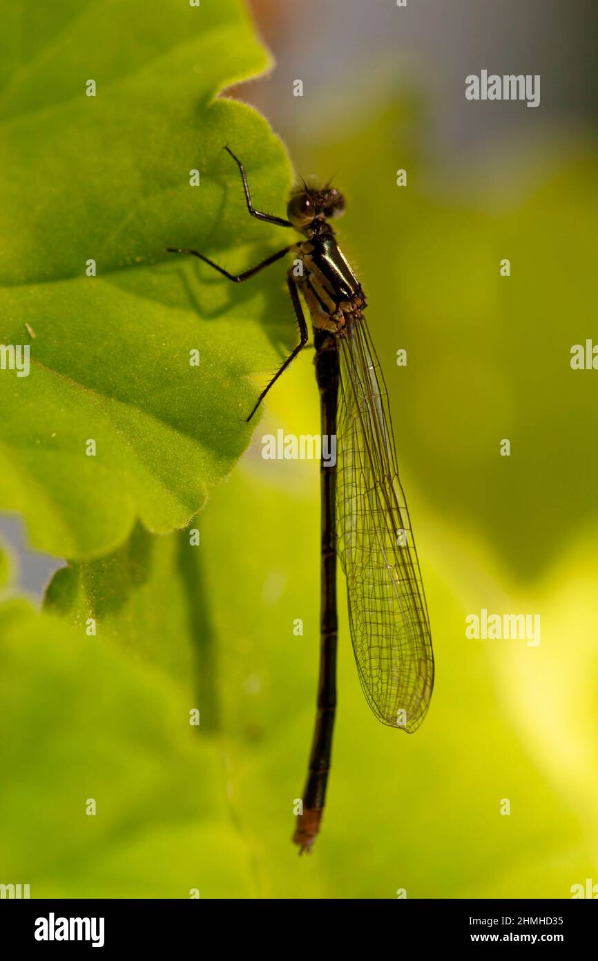 Dragonfly resting on a geranium leaf hi-res stock photography and ...