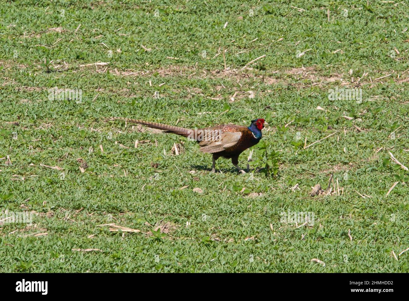 beautiful pheasant is running away into the green grass Stock Photo - Alamy