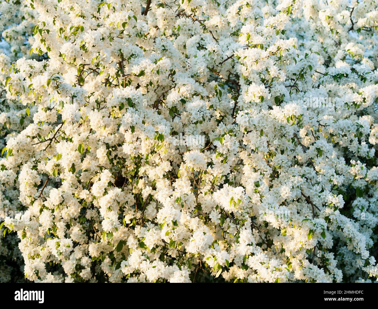 Opulent bloom hi-res stock photography and images - Alamy