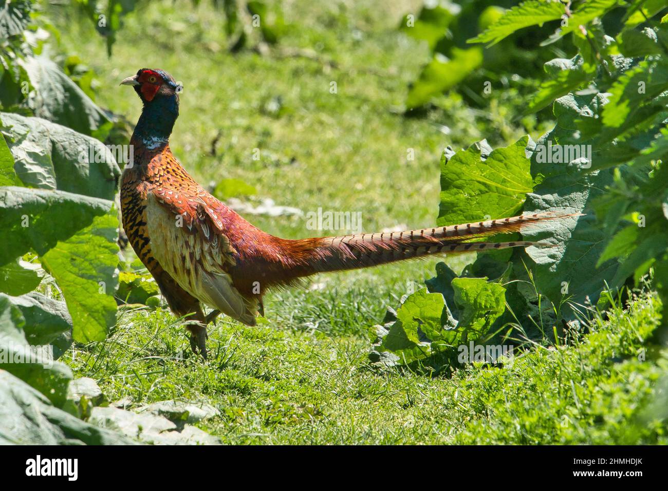 beautiful pheasant is running away into the green grass Stock Photo - Alamy