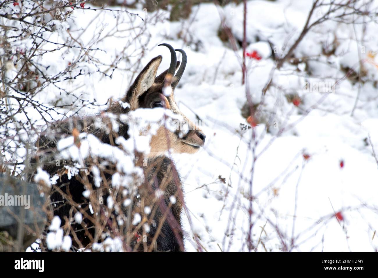 Chamois in rutting season hi-res stock photography and images - Alamy