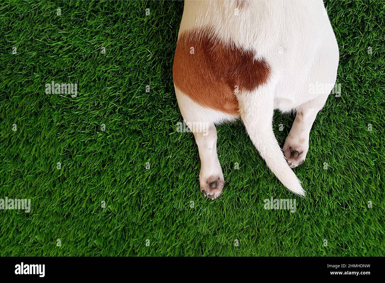 Cute lawn hi-res stock photography and images - Alamy