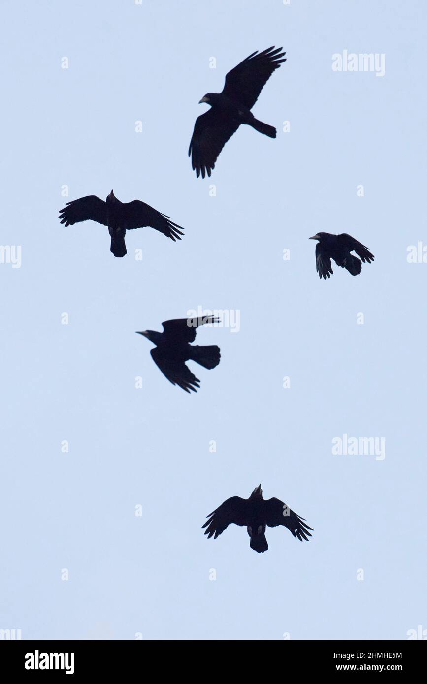 Crows, Rook, Corvus frugilegus, flock, in flight Stock Photo - Alamy