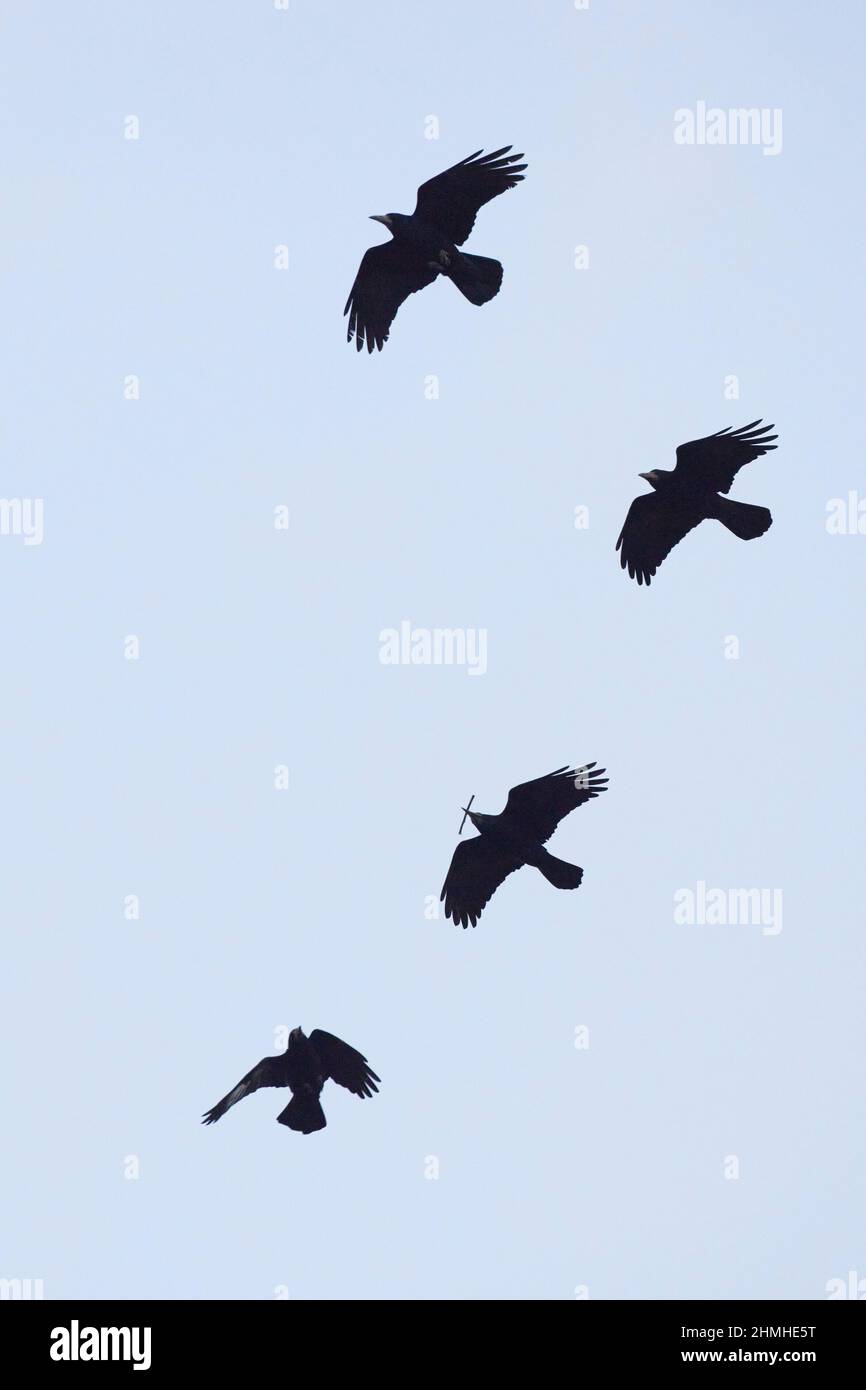 Crows in flight hi-res stock photography and images - Alamy
