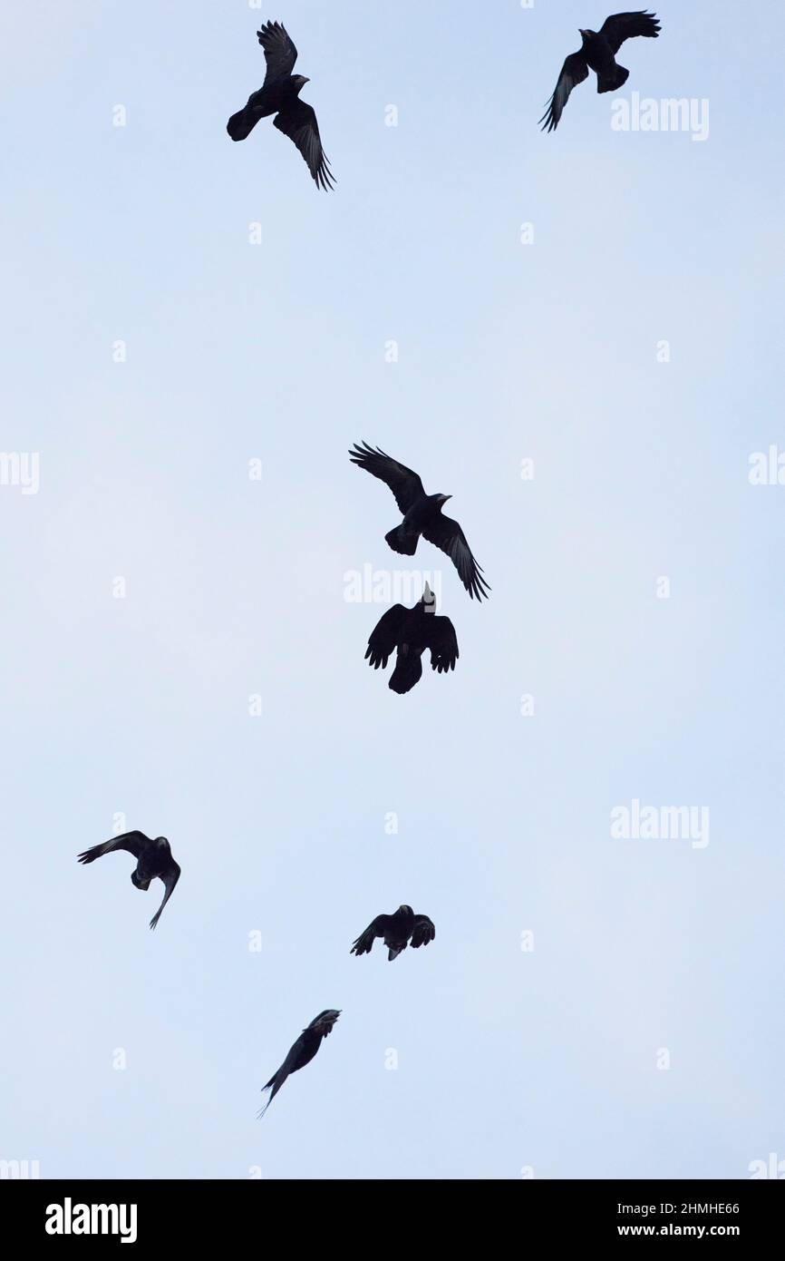 Crows, Rook, Corvus frugilegus, flock, in flight Stock Photo - Alamy