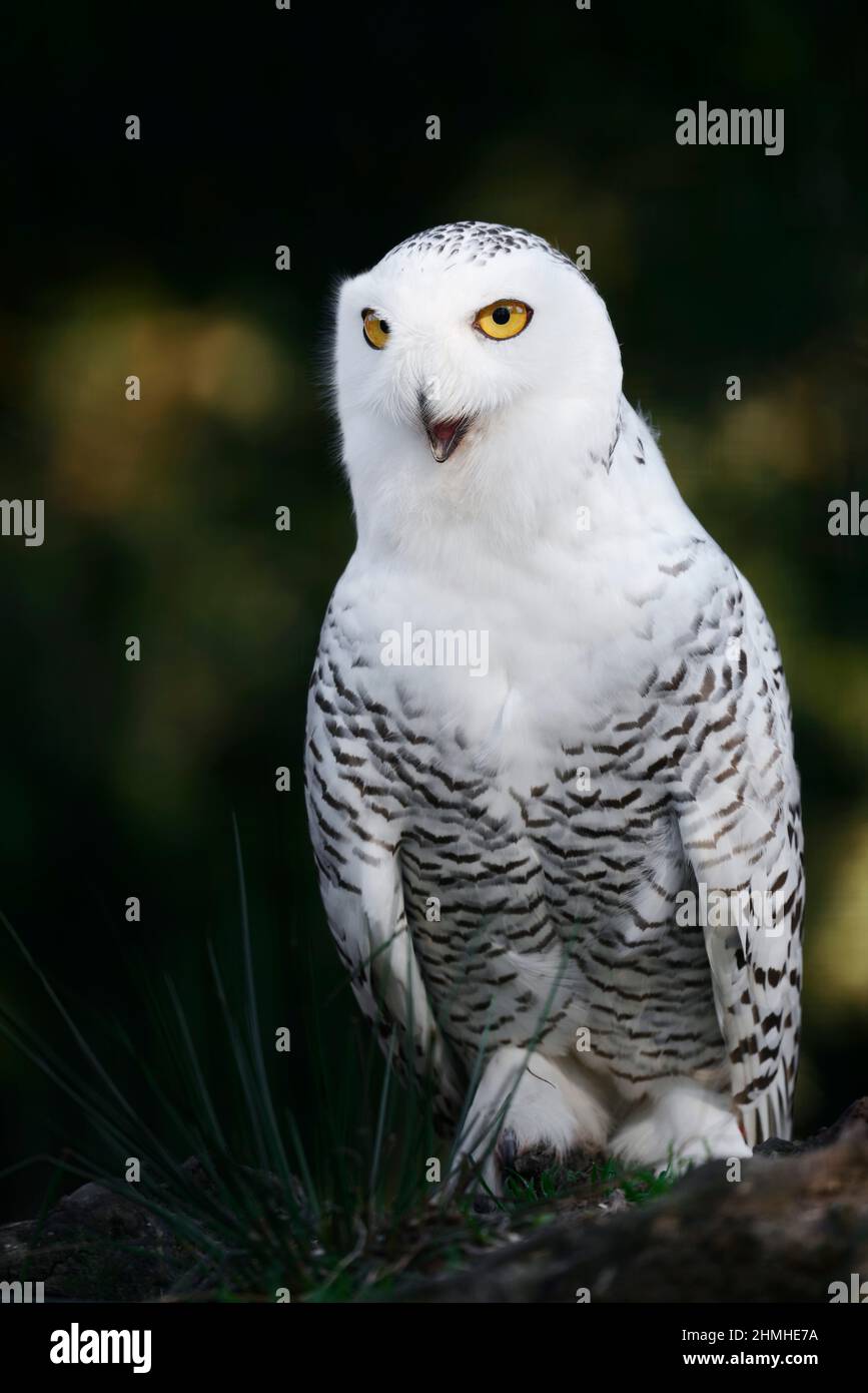 Female snowy owls hi-res stock photography and images - Alamy