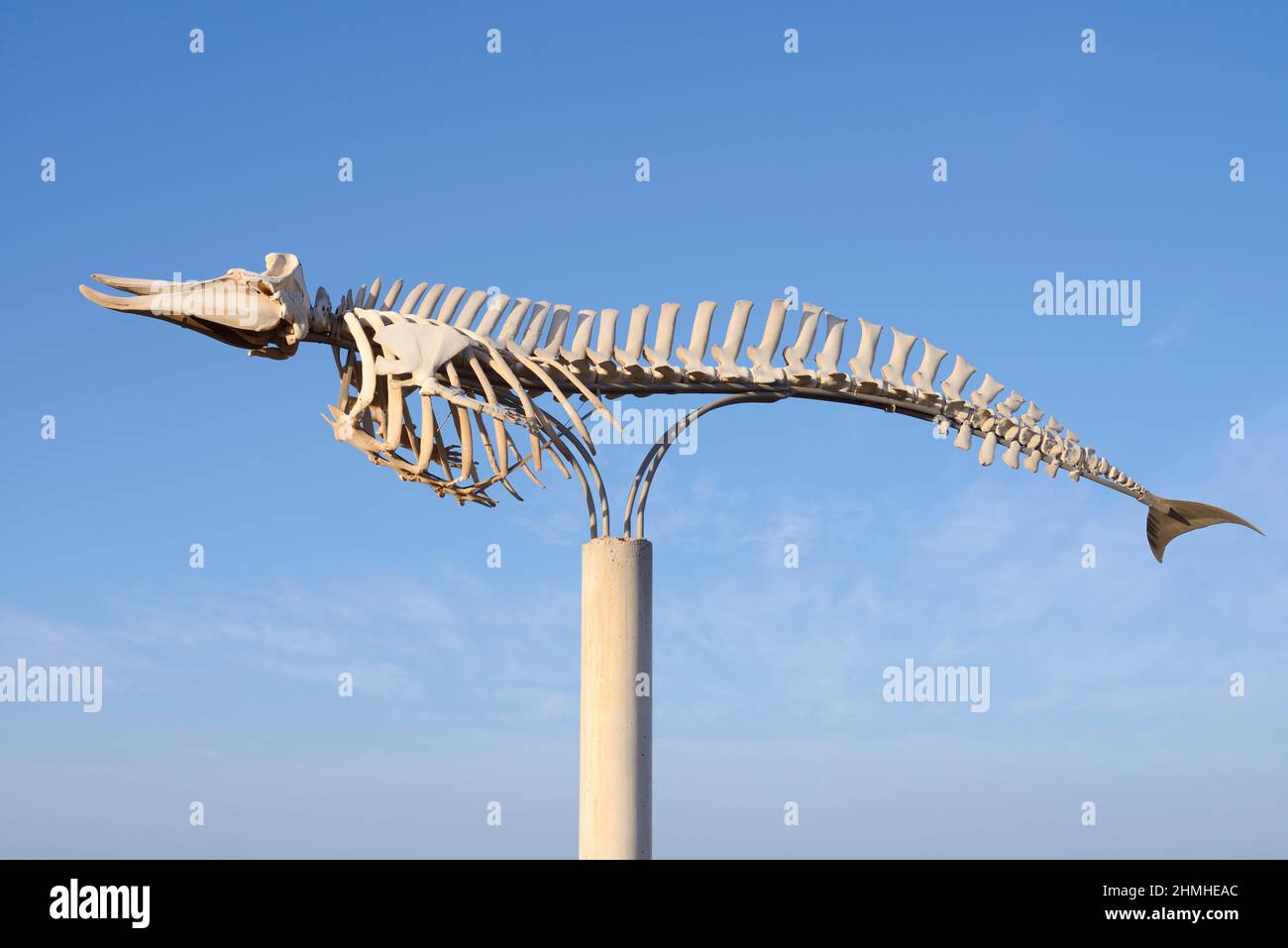 Skeleton of Cuvier's beaked whale (Ziphius cavirostris), El Cotillo ...