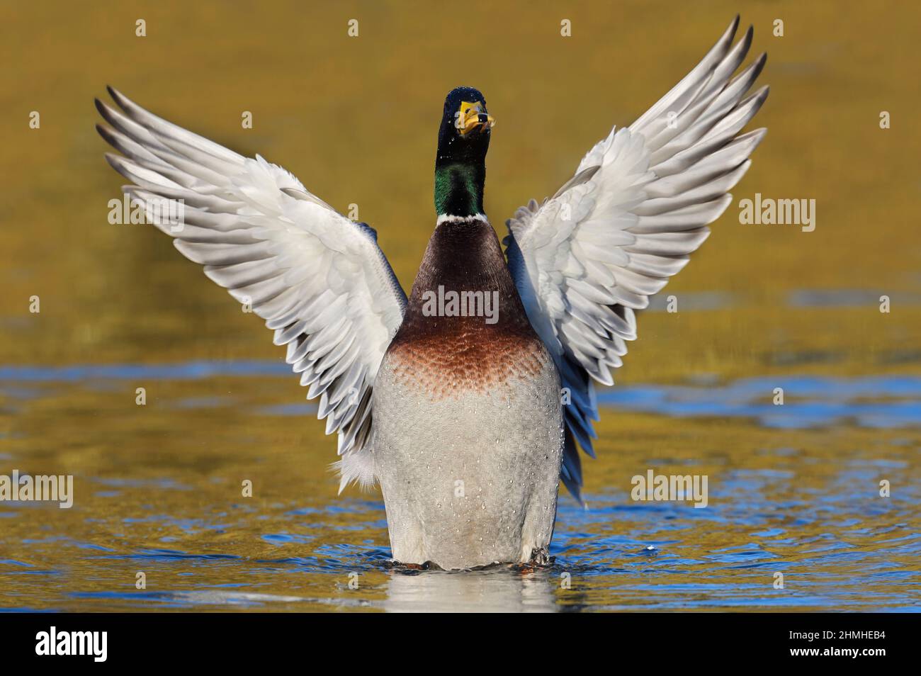 Flapping wings hi-res stock photography and images - Alamy