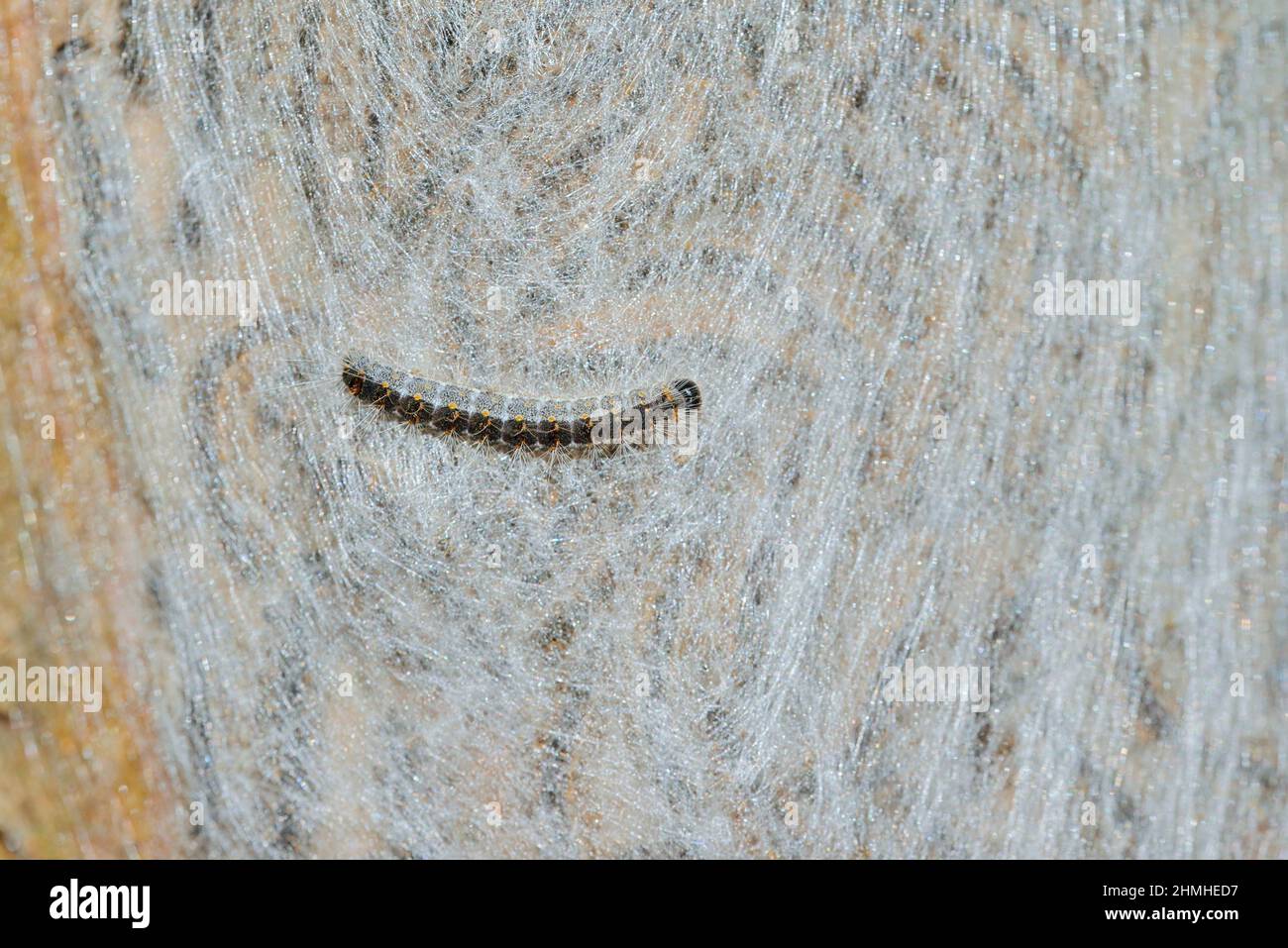 Oak processionary moth (Thaumetopoea processionea), caterpillars in a ...