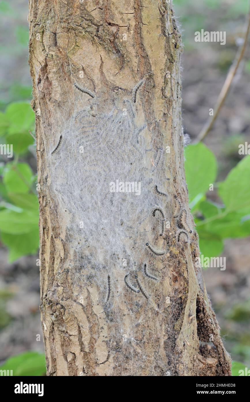 Oak processionary moth (Thaumetopoea processionea), caterpillars in a ...