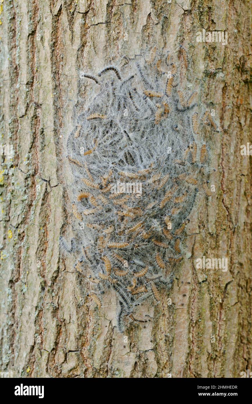 Oak processionary moth (Thaumetopoea processionea), caterpillars in a ...