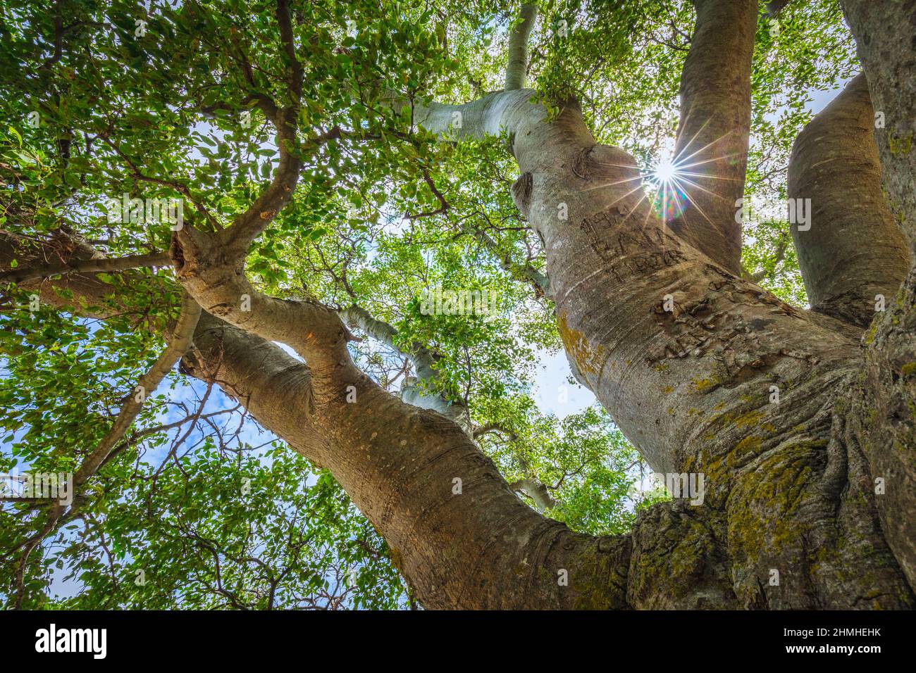 Hackberry tree hi-res stock photography and images - Alamy