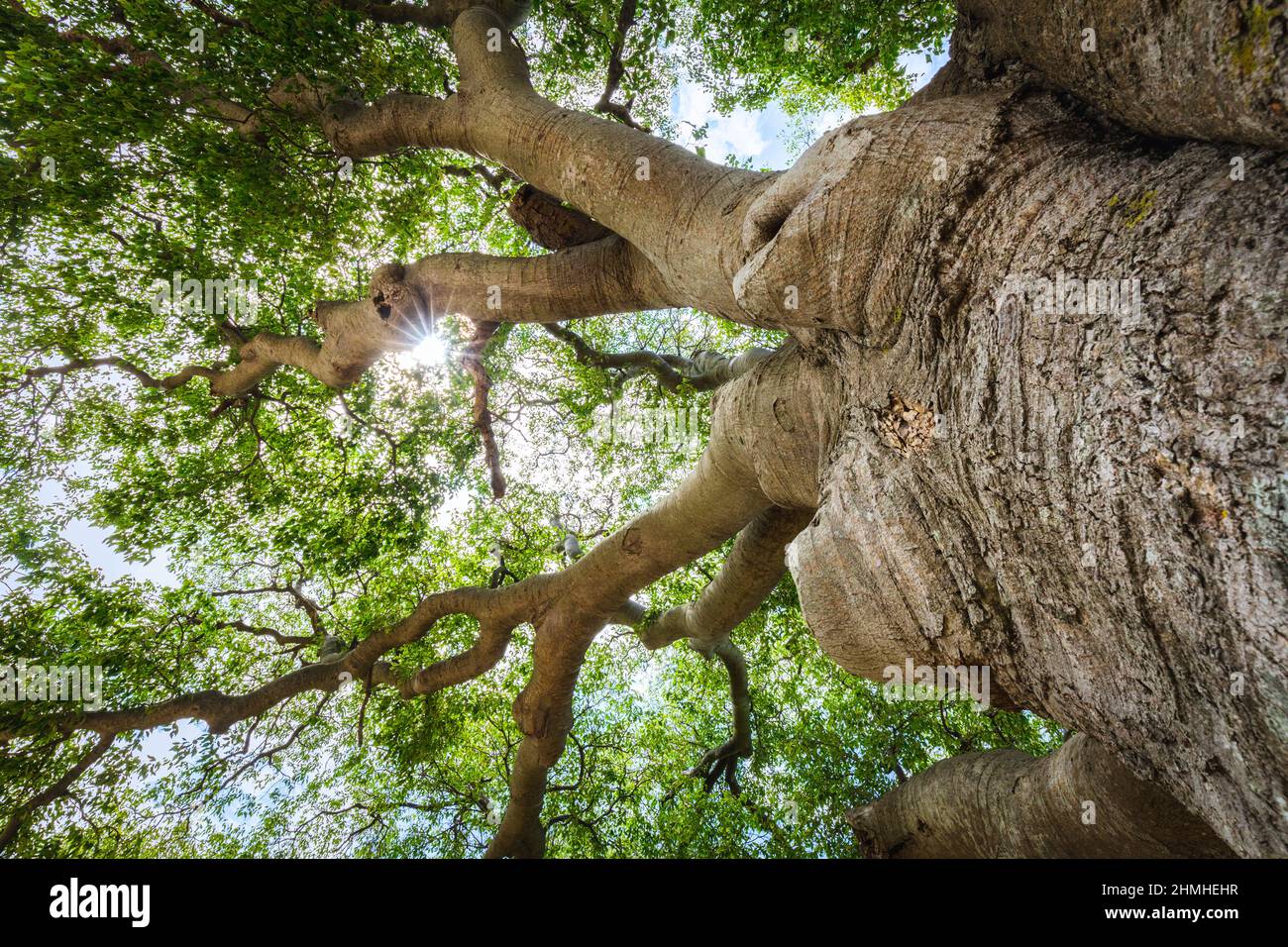 Hackberry tree hi-res stock photography and images - Alamy