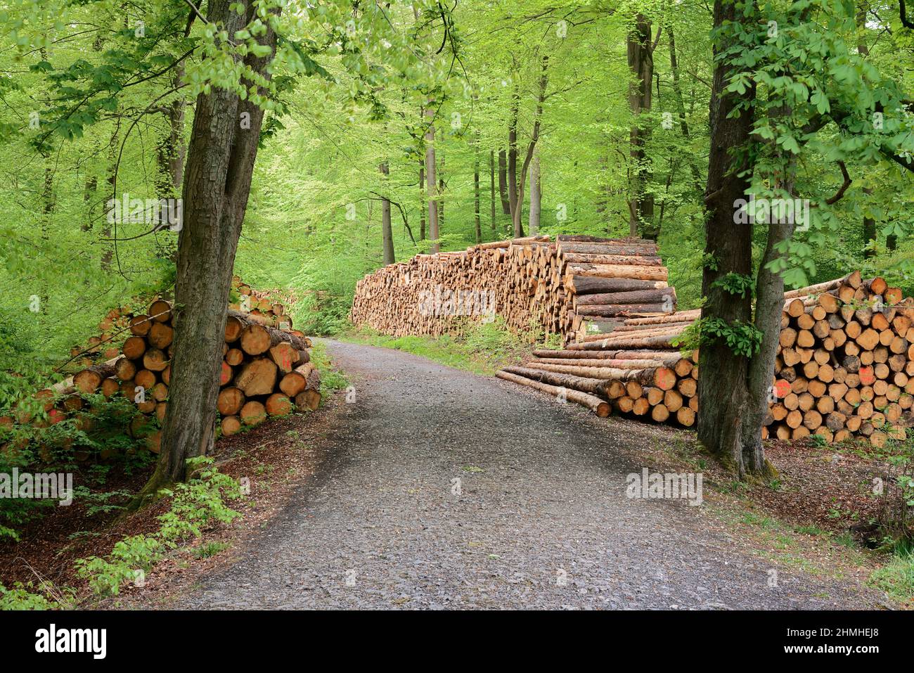 Stacked tree trunks on a forest path, North Rhine-Westphalia, Germany ...