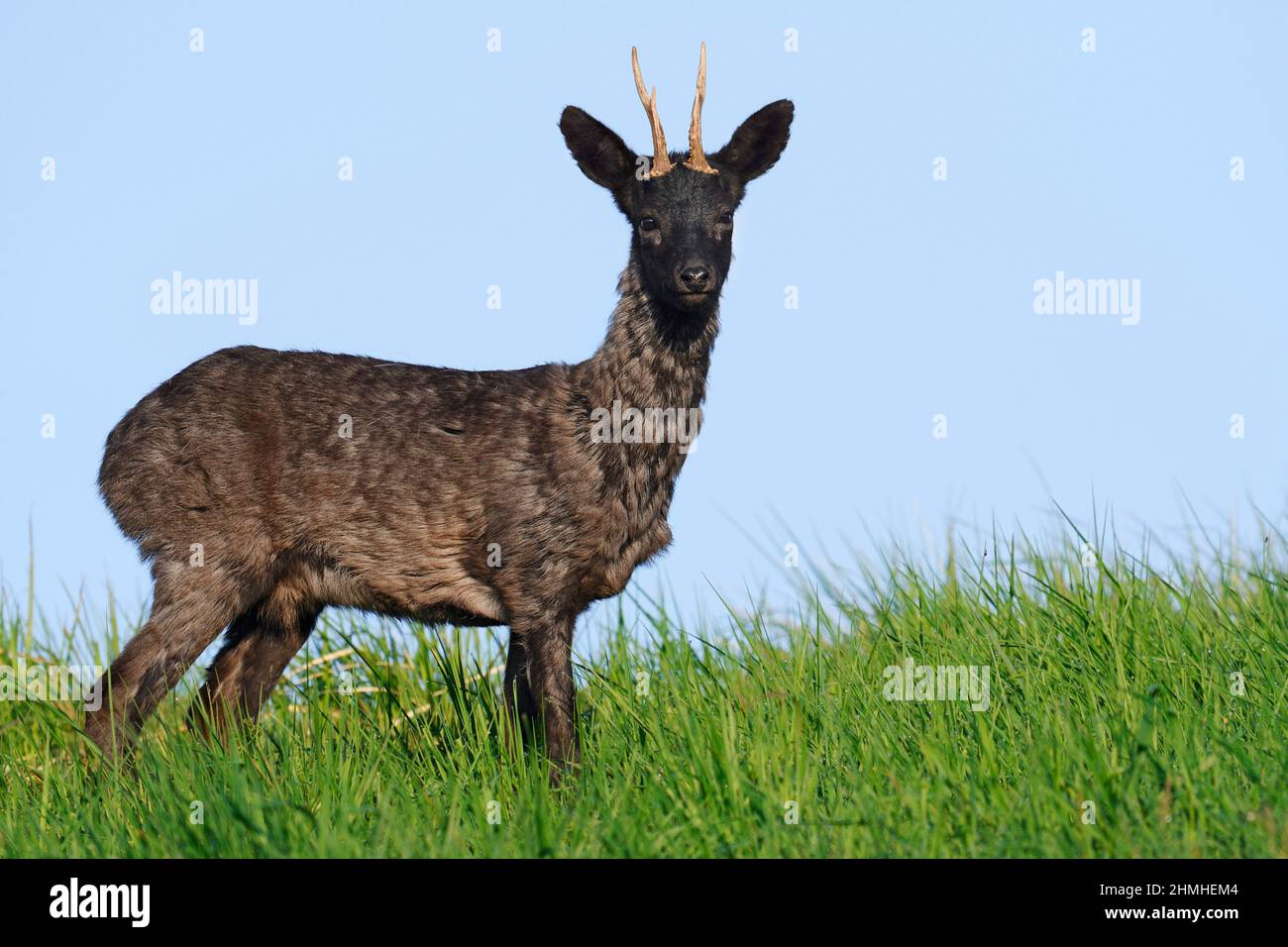 Roe Deer Hunting In Germany
