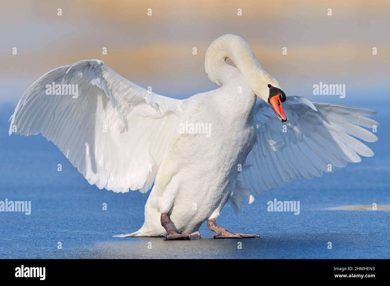 Swan motif hi-res stock photography and images - Alamy
