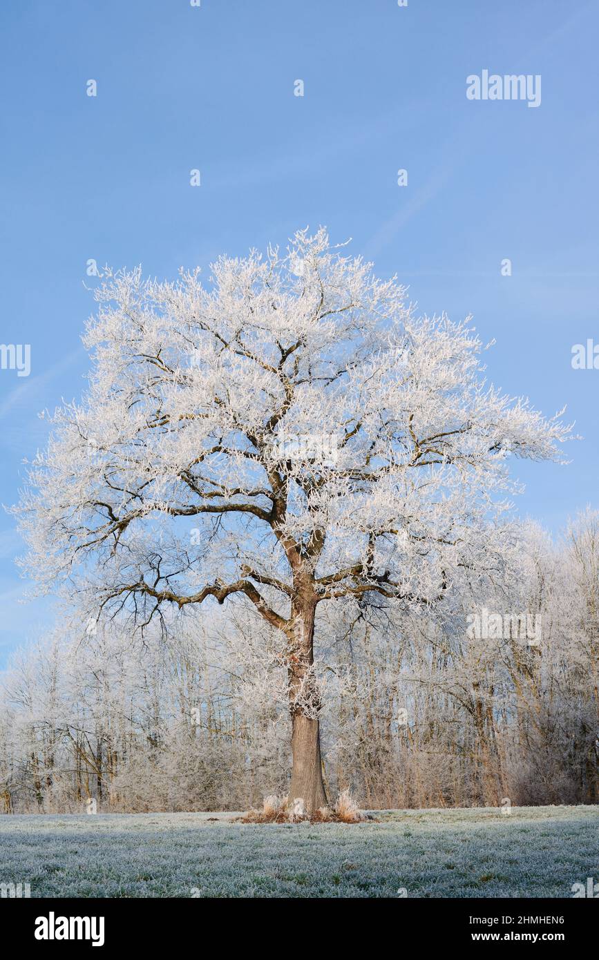 English oak (Quercus robur) with hoar frost in winter, North Rhine ...