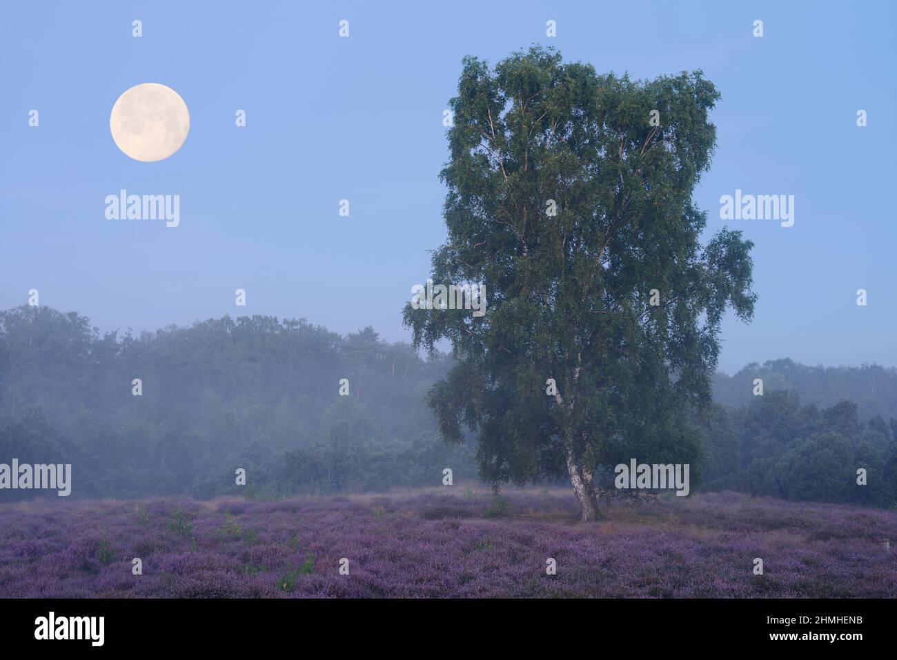 Silver birch (Betula pendula) in blooming heathland, full moon, dawn ...