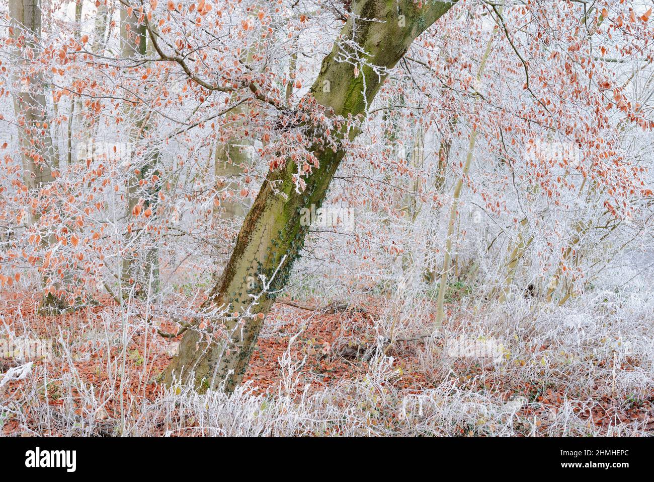 Fagus sylvatica winter beech trees tree hi-res stock photography and ...