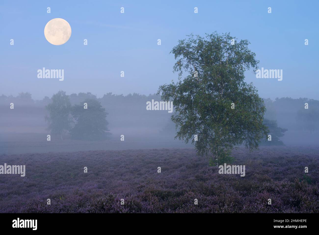 Silver birch (Betula pendula) in blooming heathland, full moon, dawn ...